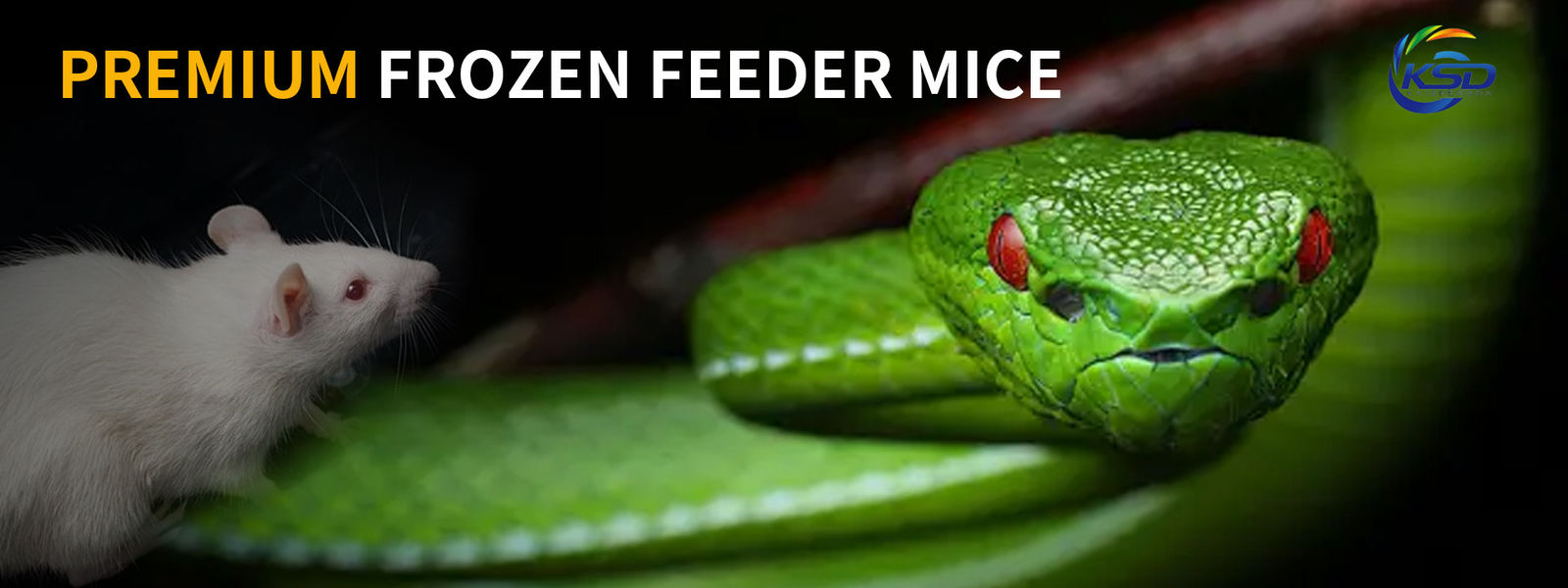 Frozen Mice factory - Pinky Feeder Mice manufacturer from China